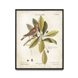 Vintage Bird and Botanical Art Prints, Bird Wall Art, Bird Prints ...