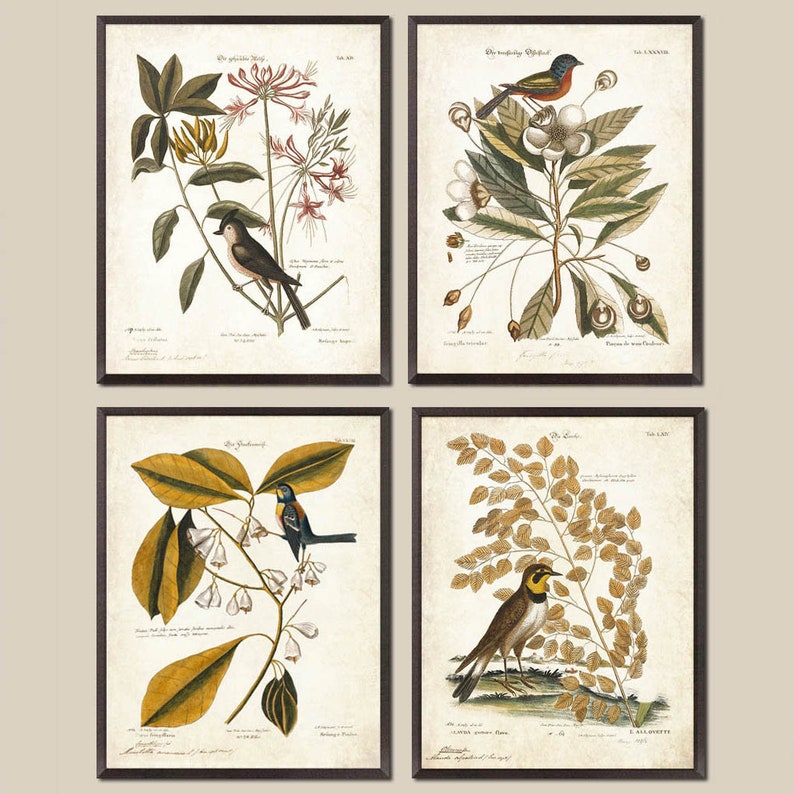 Vintage Bird Botanical Print Set of 4 Bird Prints Botanical - Etsy
