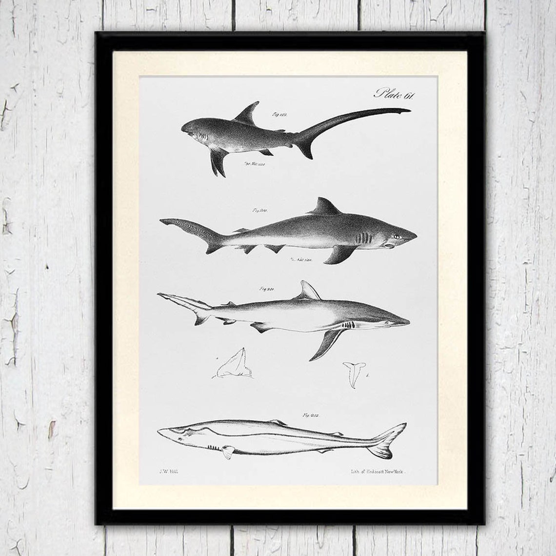 Shark Art Print Two Plus Free Hammerhead Print Vintage Shark - Etsy