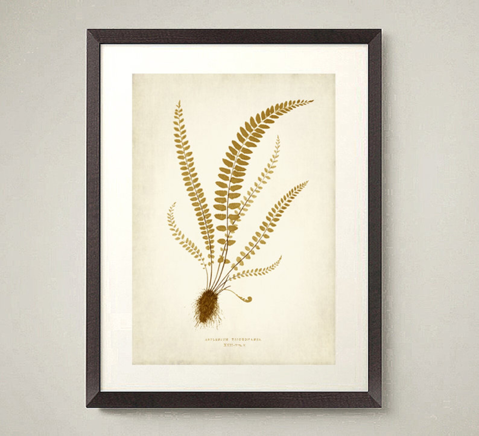 4 Fern Prints Vintage Botanical prints wall decorplant | Etsy