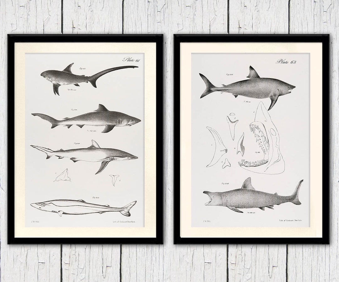 Shark Art Print Two Plus Free Hammerhead Print! Vintage Shark Prints ...