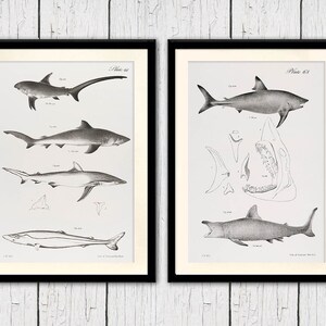 3 Shark Prints, Shark Posters, Plus Free Hammerhead Print Vintage Shark ...