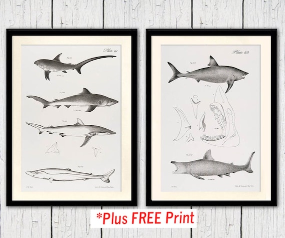 3 Shark Prints Shark Posters Plus Free Hammerhead Print - Etsy