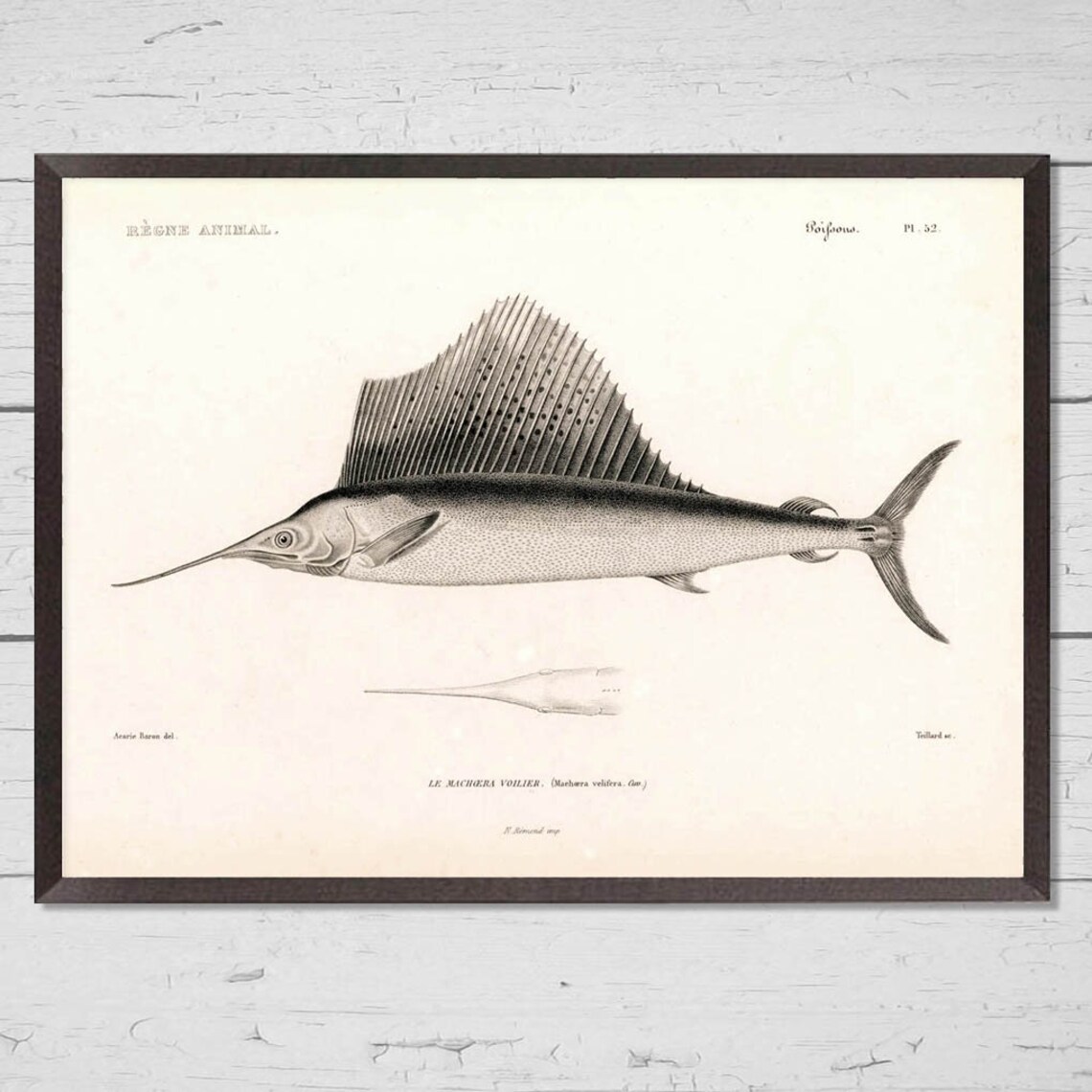 2 Sailfish Prints Marlin Posters Vintage Saltwater Game Fish - Etsy
