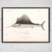 2 Sailfish Prints, Marlin Posters, Vintage Saltwater Game Fish Prints ...