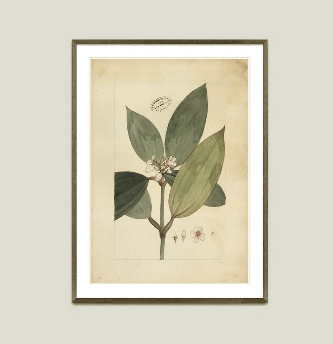 Vintage Botanical Prints 4 Set. Vintage Plants, Petina Wall Decor ...