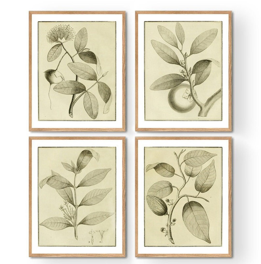 Four Botanical Prints, Vintage Plants Art, Drawing Botanical Print Sets ...