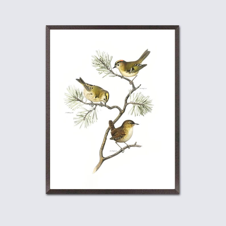 Bird Art Print 6 Set Wild Bird Artbird Prints Audubon Bird | Etsy