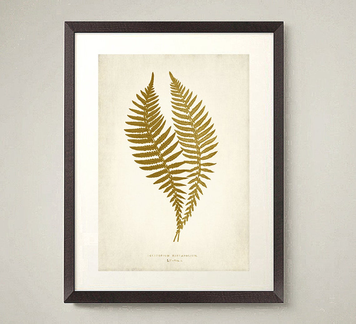 4 Fern Prints Vintage Botanical prints wall decorplant | Etsy