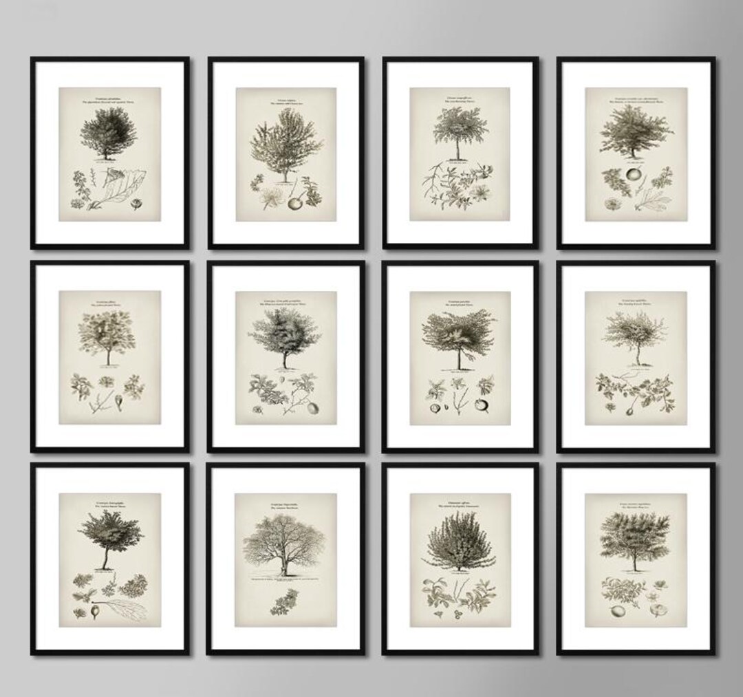 12 Set Vintage Trees, Botanical Prints, Tree Art Prints, Wall Art ...