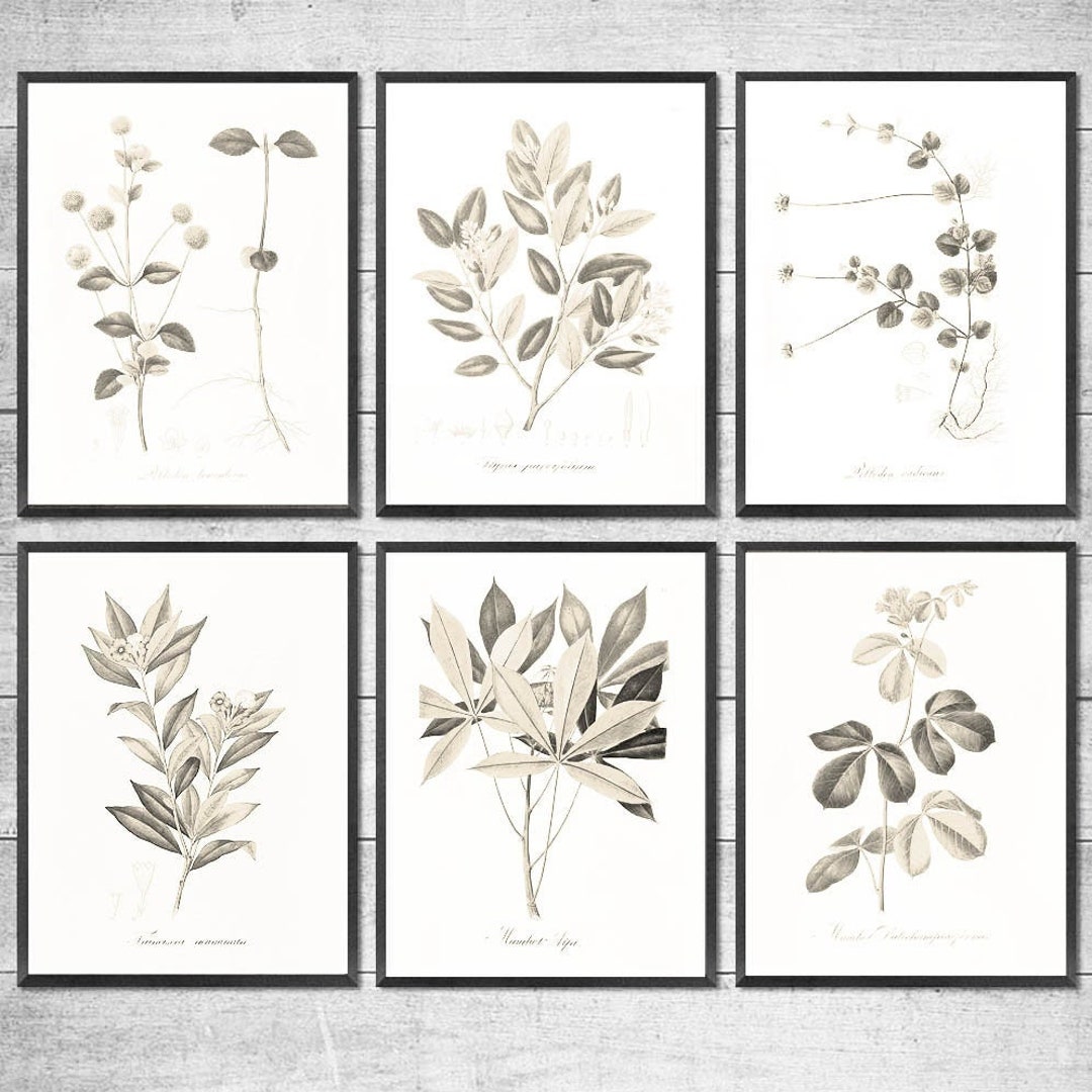 Soft Neutral Prints, Botanical Print Set 6, Floral Wall Decor ...
