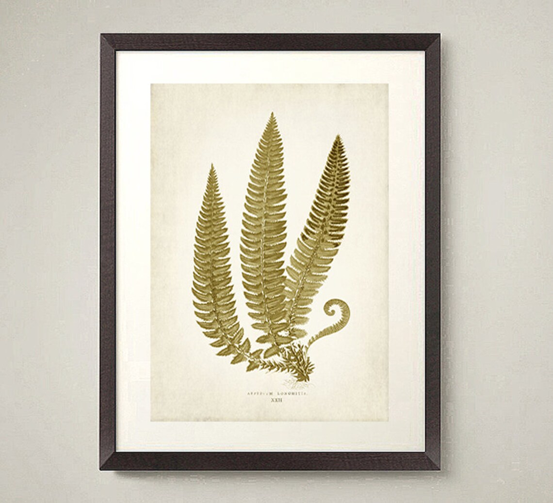 4 Fern Prints Vintage Botanical prints wall decorplant | Etsy