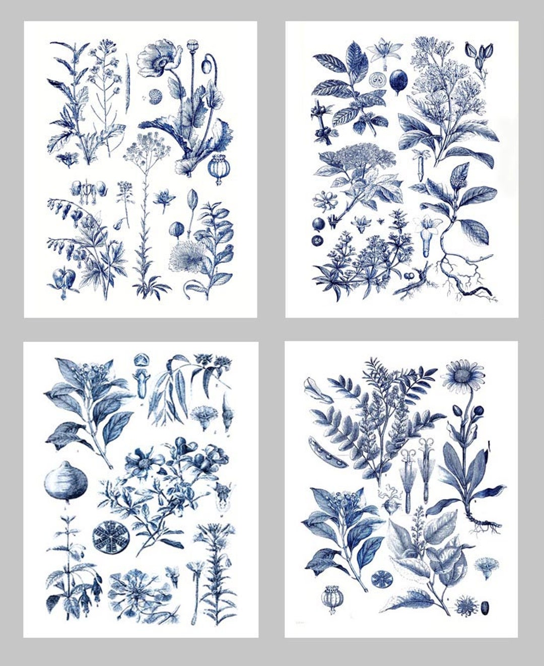 4 Indigo Botanical Prints. Vintage Collection of Plants, Navy Blue ...