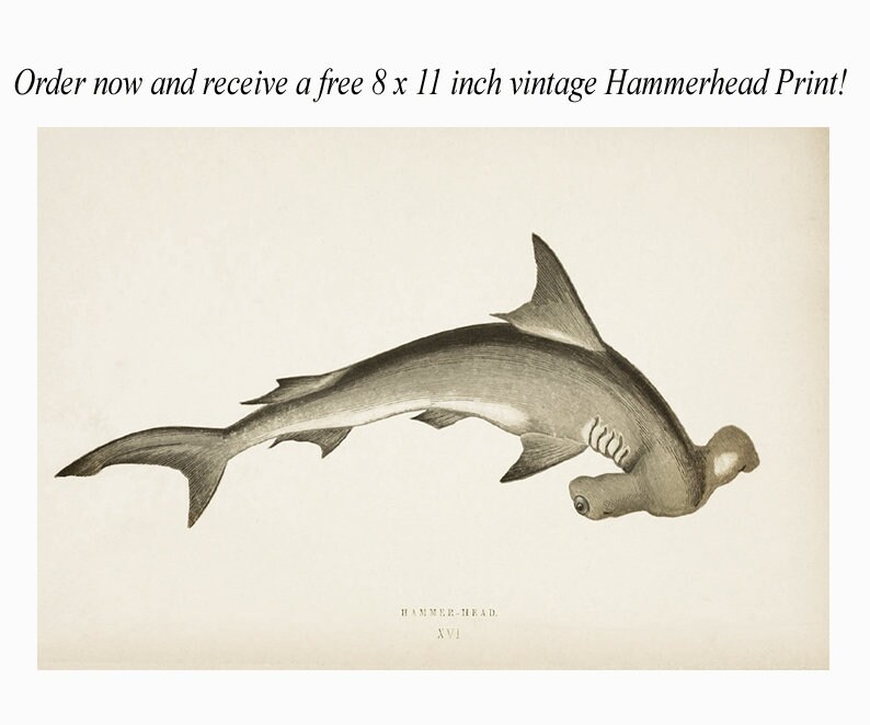Shark Art Print Two Plus Free Hammerhead Print Vintage Shark - Etsy