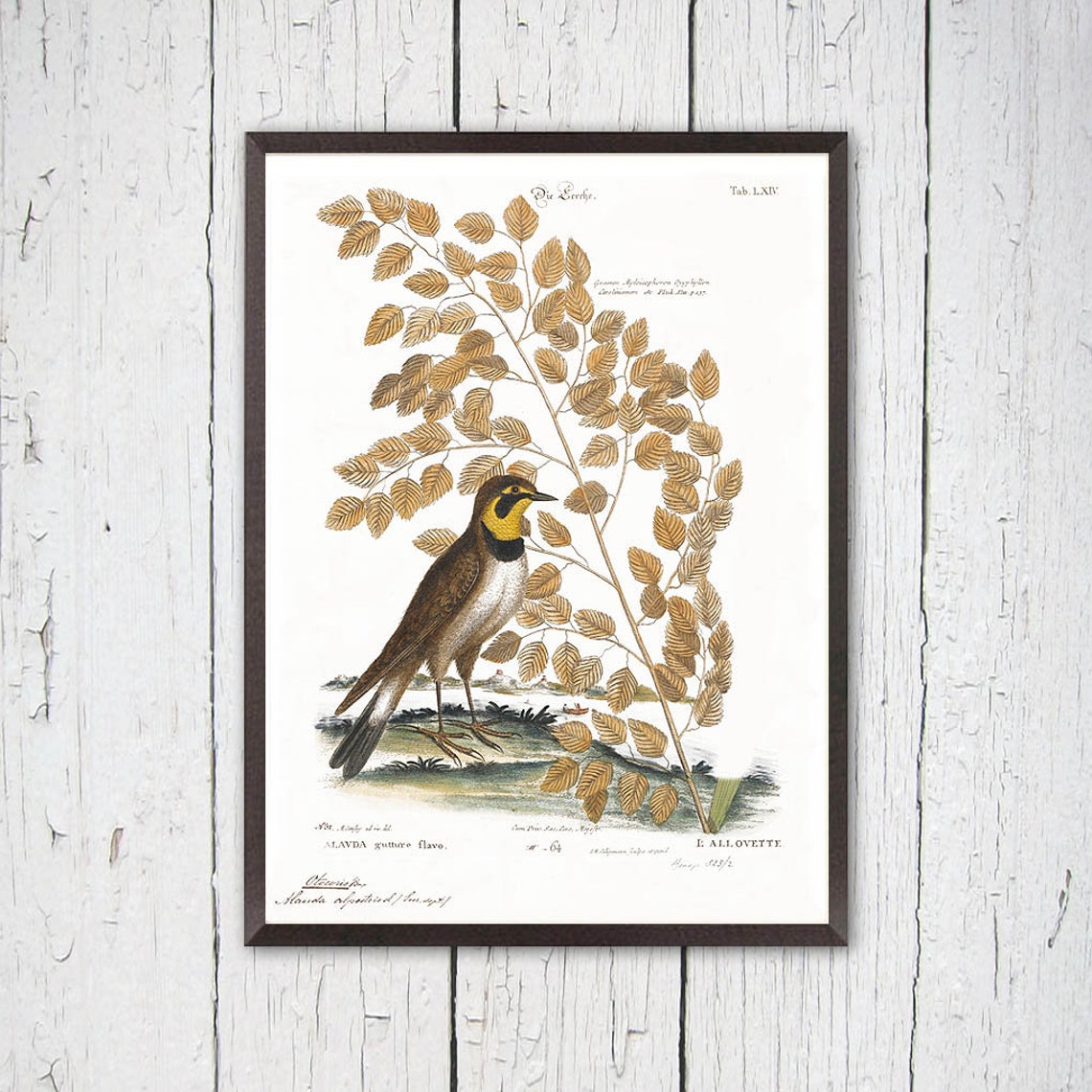 Vintage Bird Botanical Print Set of 6 Bird Prints Botanical - Etsy