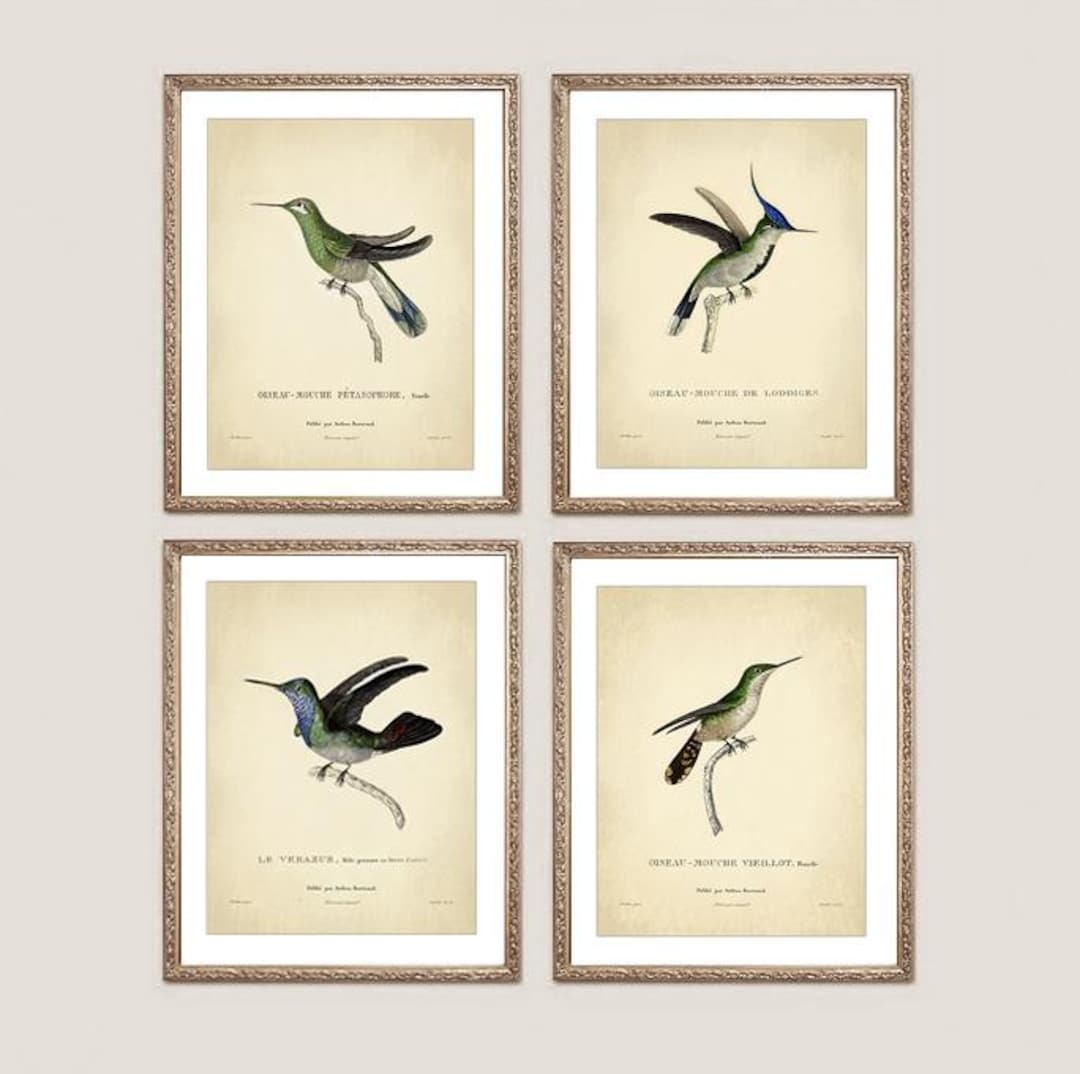 Vintage Hummingbird Prints, Old Bird Art, Watercolor Prints, Wall Art ...
