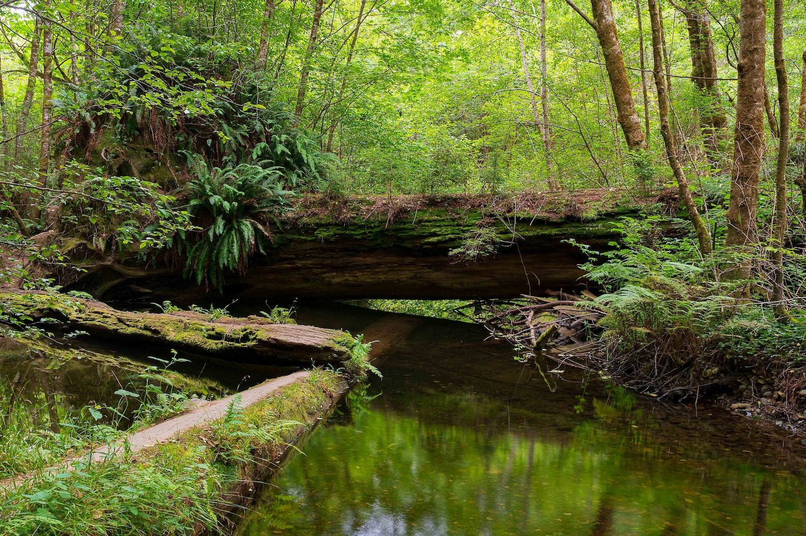 The Living Bridge: Landscape of a Redwood Forest Creek Crossing - Etsy