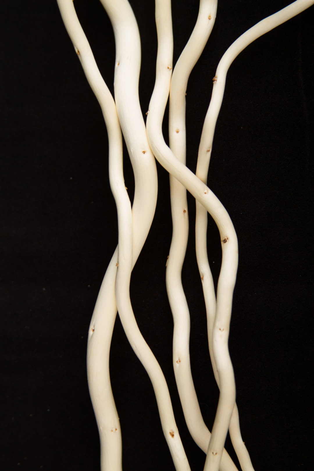Natural White Curly Willow Branches - Etsy