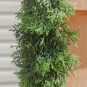 Fresh Cut Cedar Branches DIY Wreath, Door Hanger, Garland, Christmas ...