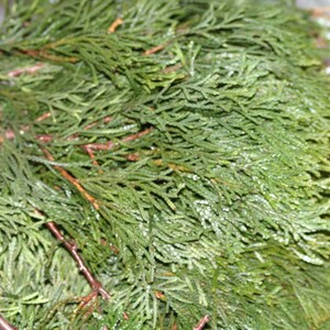 Fresh Cut Cedar Branches DIY Wreath, Door Hanger, Garland, Christmas ...