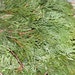 Fresh Cut Cedar Branches DIY Wreath, Door Hanger, Garland, Christmas ...