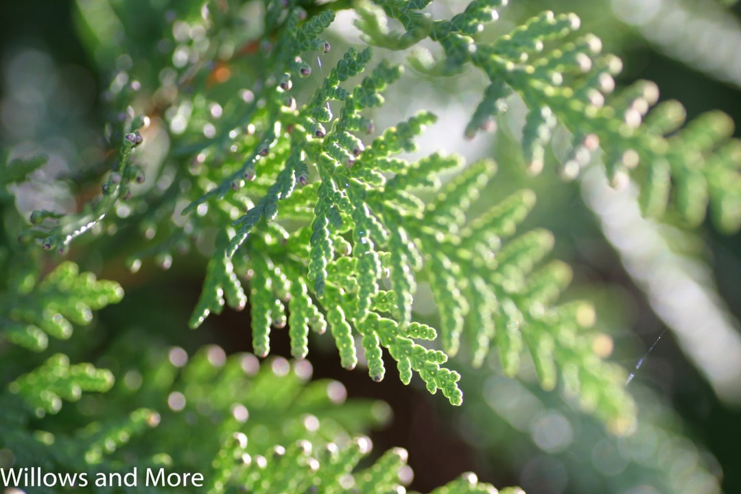 Fresh Cut Cedar Branches DIY Wreath, Door Hanger, Garland, Christmas ...