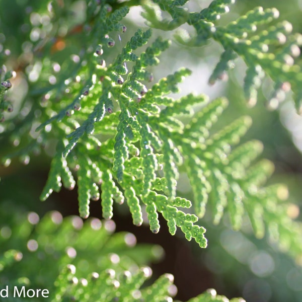 Fresh Christmas Wreaths - Etsy