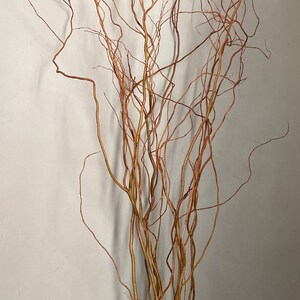 Fresh Cut Curly Willow Choice of Length - Etsy