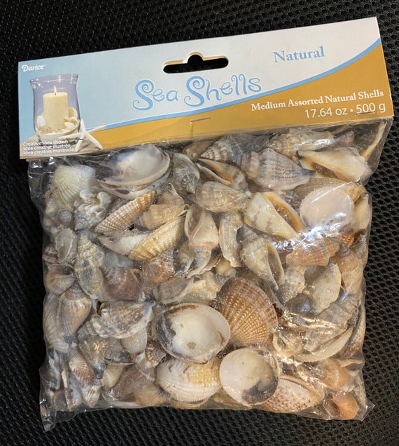 Medium Assorted Natural Shells Beach Craft Supplies - Etsy