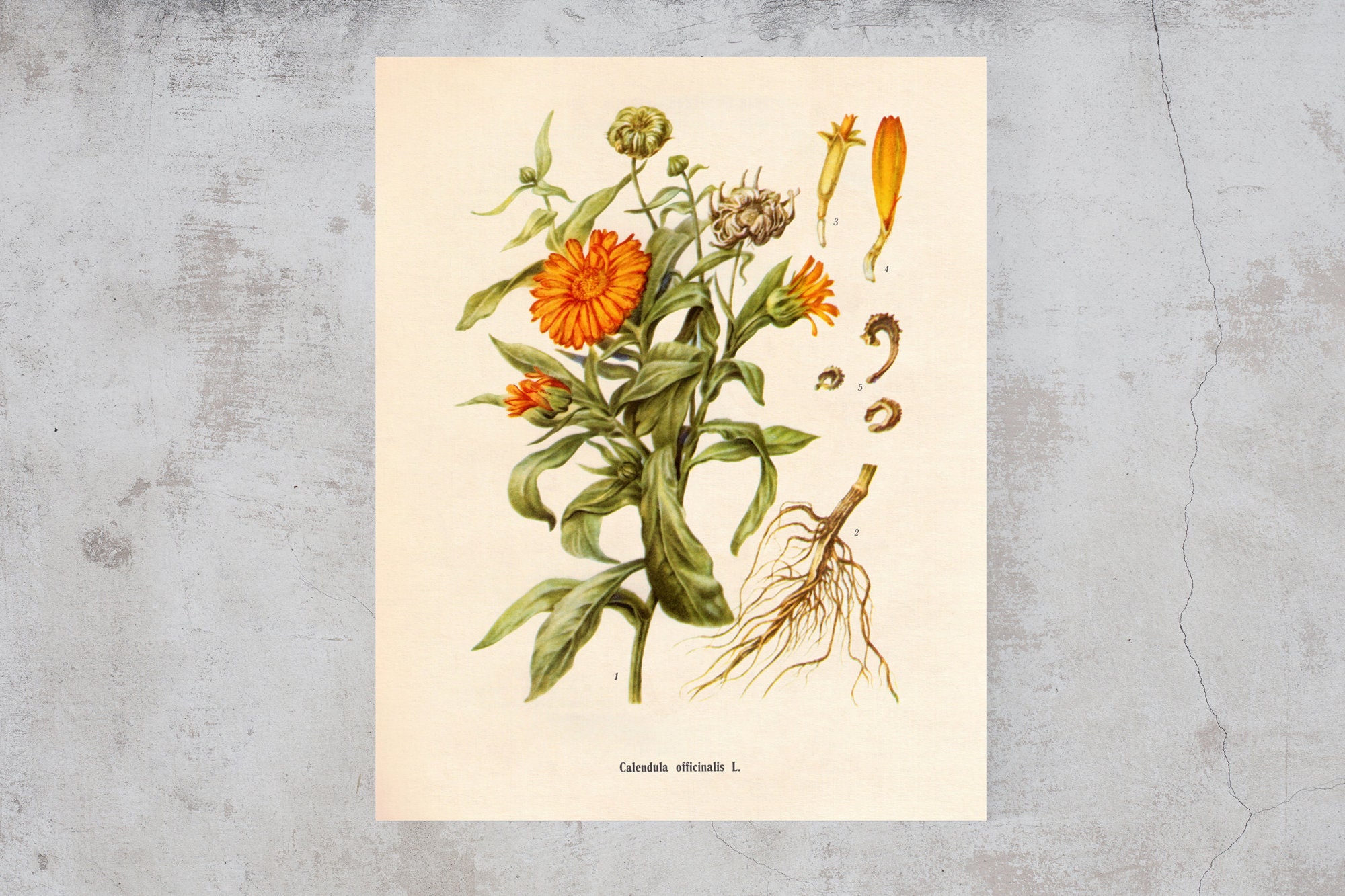 Calendula Officinalis Drawing