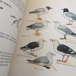 1952 Birds and Wild Animals Incl Marine Mammals Vintage Hardback BOOK H ...
