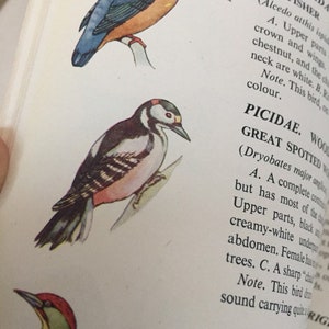 1952 Birds and Wild Animals Incl Marine Mammals Vintage Hardback BOOK H ...