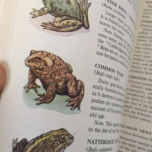 1952 Birds and Wild Animals Incl Marine Mammals Vintage Hardback BOOK H ...