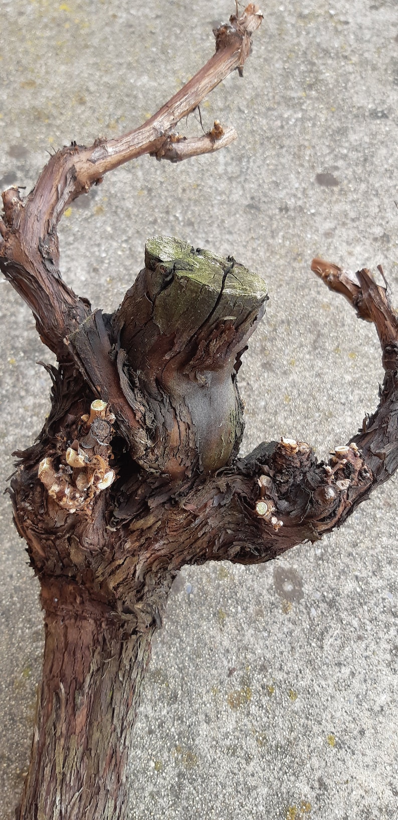 Vine Grape Rustic Wood, Grapevine Decor, Rustic, Large, Natural, Wall ...