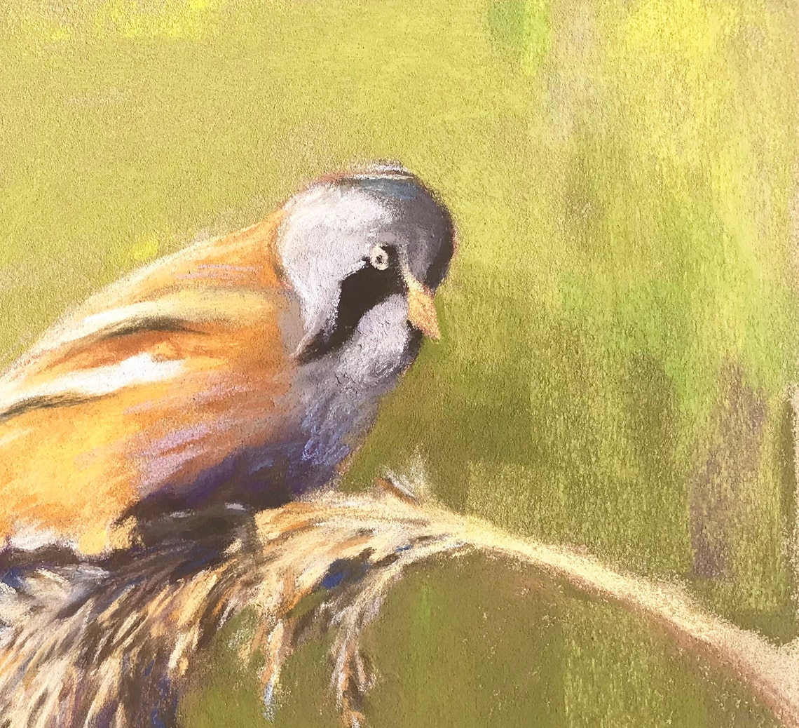 Original Painting of Bearded Reedling Bird Art - Etsy