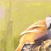 Original Painting of Bearded Reedling Bird Art - Etsy