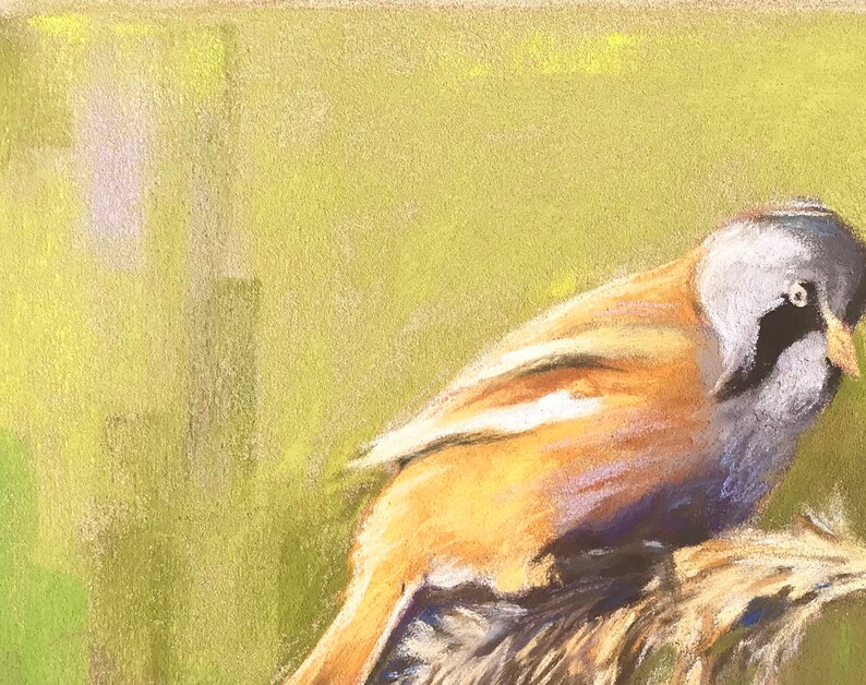 Original Painting of Bearded Reedling Bird Art - Etsy