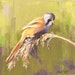 Original Painting of Bearded Reedling Bird Art - Etsy