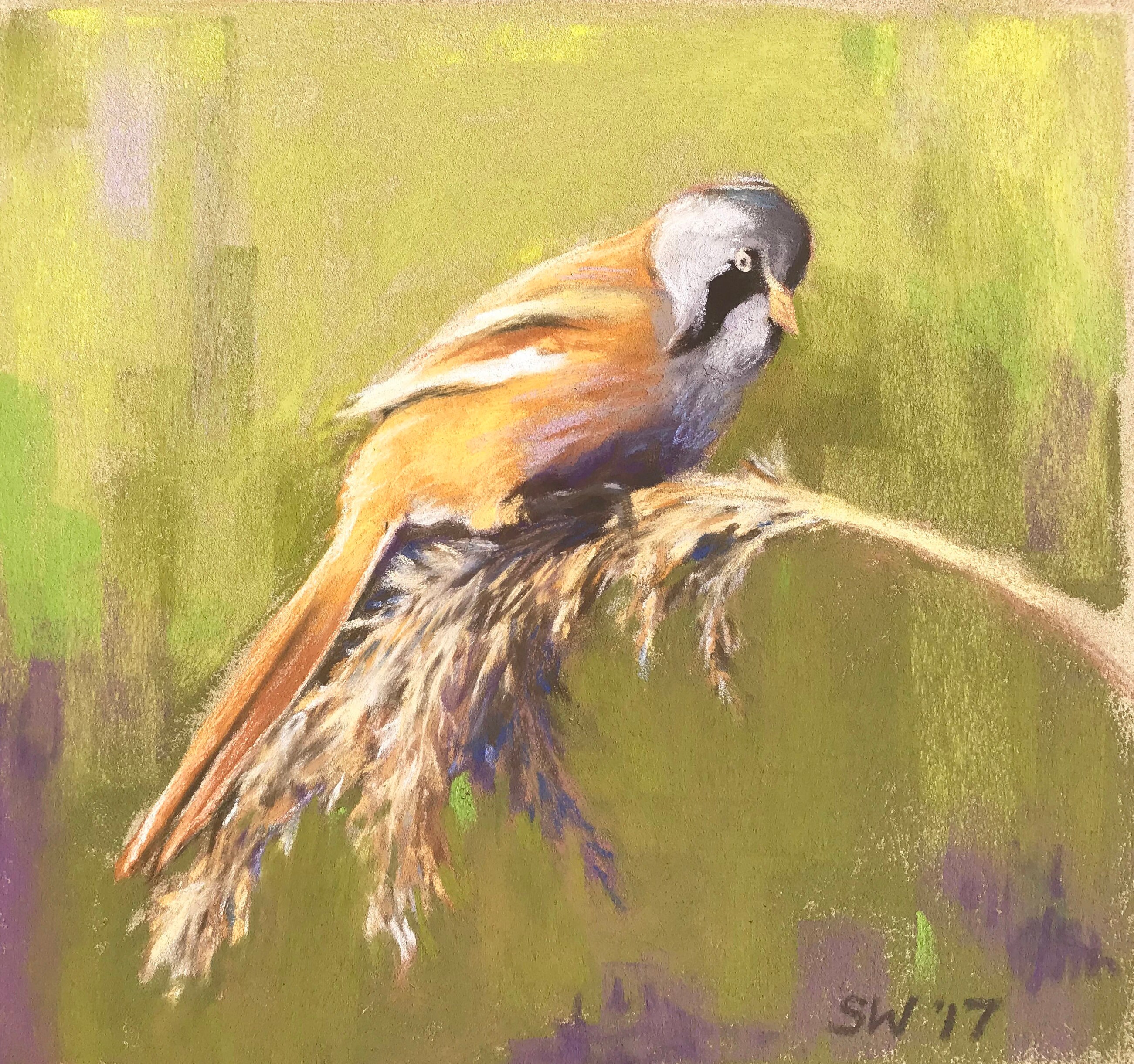Original Painting of Bearded Reedling Bird Art - Etsy
