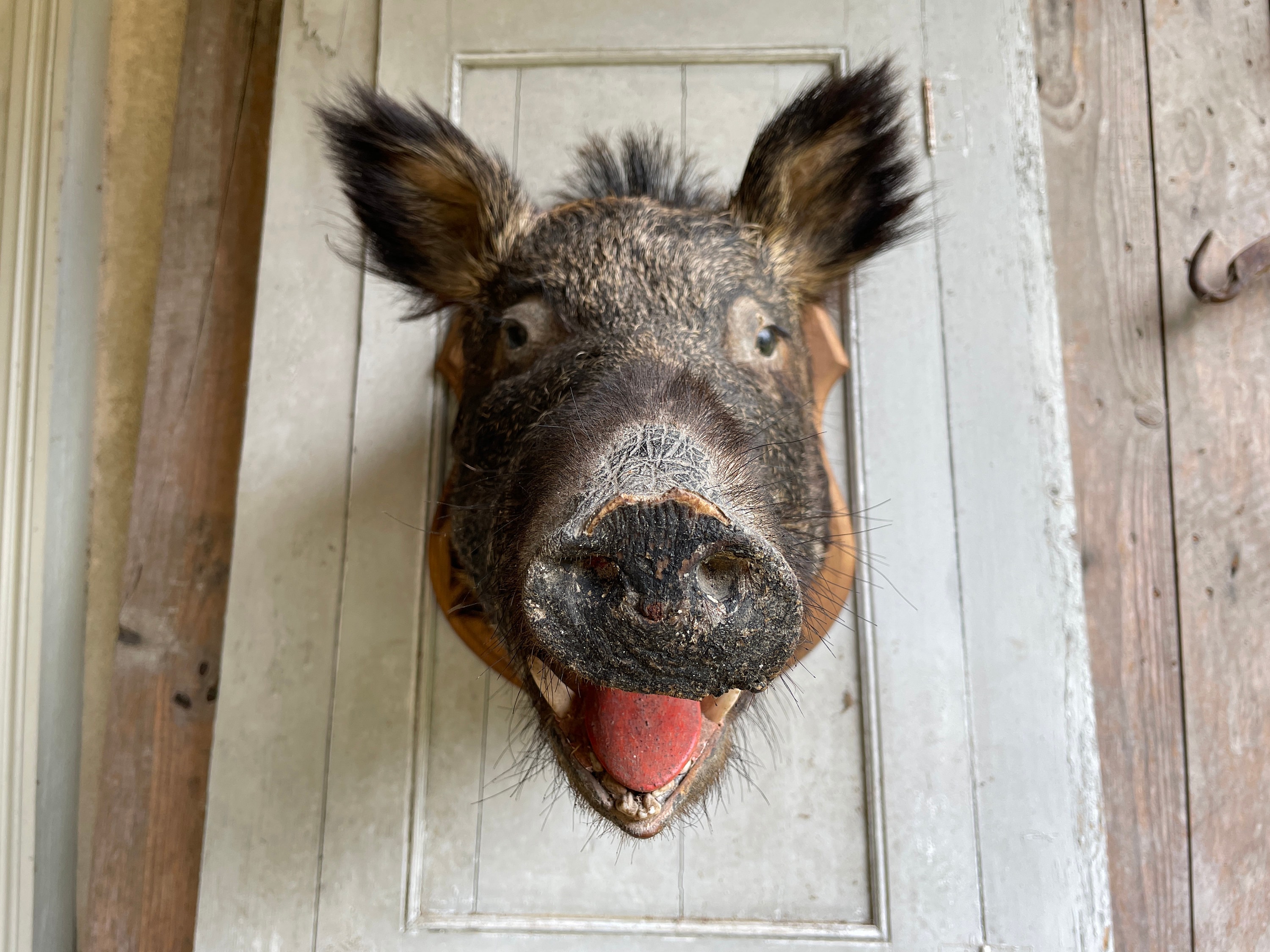 Full Body Mount Russian Boar