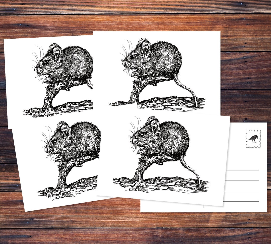Postcards 5 Pieces: Seated Mouse - Etsy