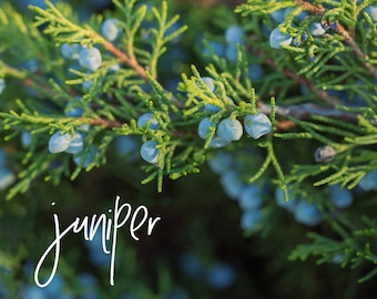 17 Pounds Fresh Christmas Greens | XL Box Assorted Cuttings | Evergreen ...