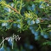 Juniper | Fresh Cut Oregon Juniper Box | Christmas | Wedding | Fresh ...