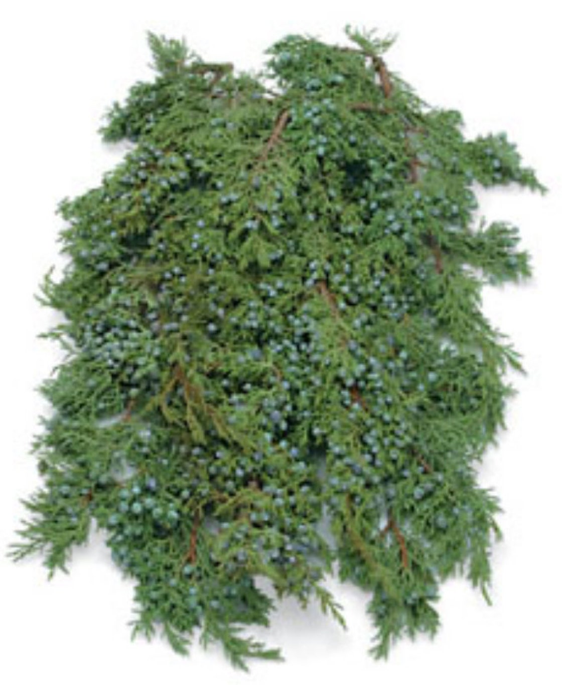 Juniper Fresh Cut Oregon Juniper Box Christmas Wedding - Etsy