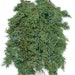 Juniper | Fresh Cut Oregon Juniper Box | Christmas | Wedding | Fresh ...