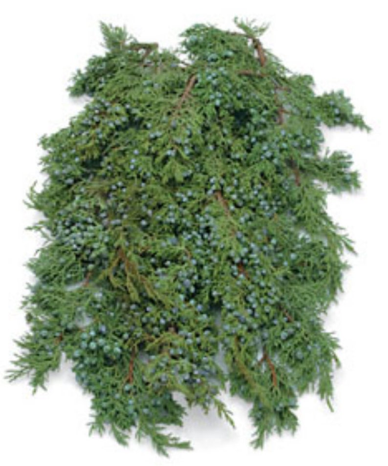 Juniper Fresh Cut Oregon Juniper Box Christmas Wedding - Etsy