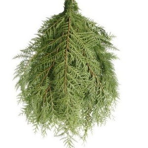 Fresh Cut Cedar Stems | Christmas Greenery | Oregon Pacific Northwest ...
