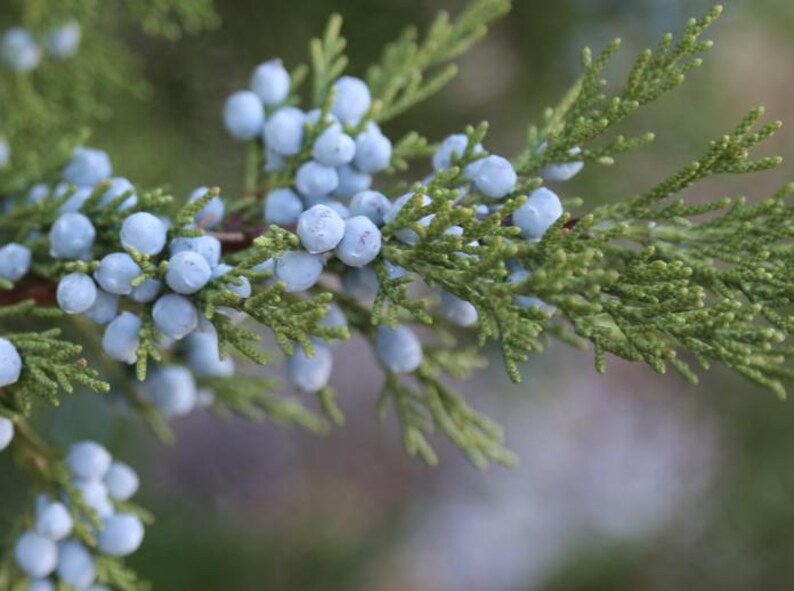 10 Pounds Juniper | Fresh Cut Oregon Juniper Box | Christmas | Wedding ...
