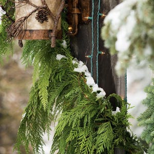 Fresh Cut Cedar Stems Christmas Greenery Oregon Pacific Northwest ...