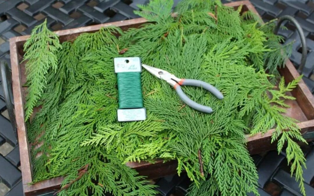 Fresh Cut Cedar Stems Christmas Greenery Oregon Pacific Northwest ...